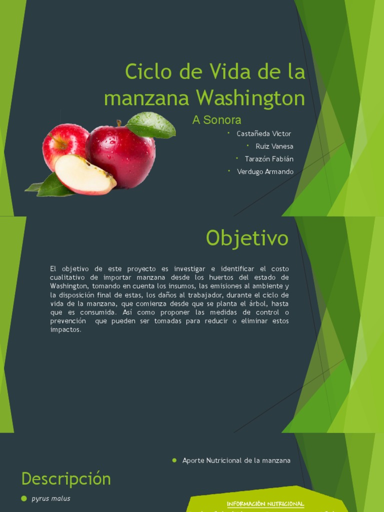 Ciclo De Vida De La Manzana Imprimible