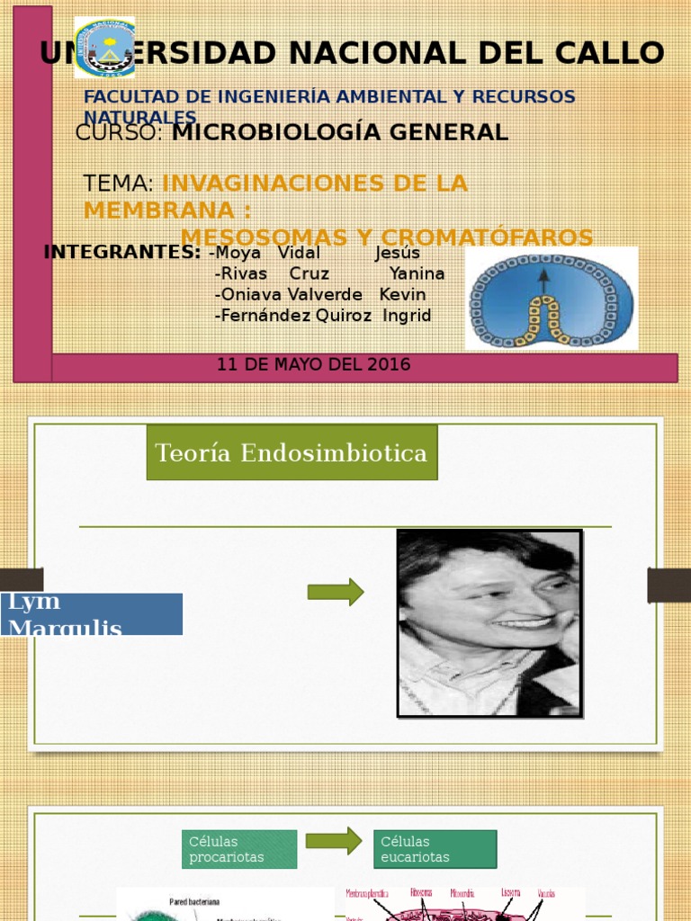 Invaginaciones de La Membrana (Mesosomas y Cromatoforos) | PDF ...