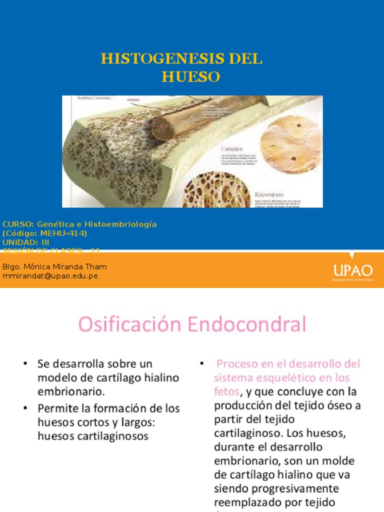 Histogenesis Del Hueso