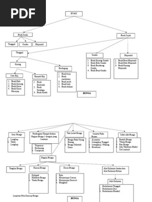 Contoh Konsep Morfologi