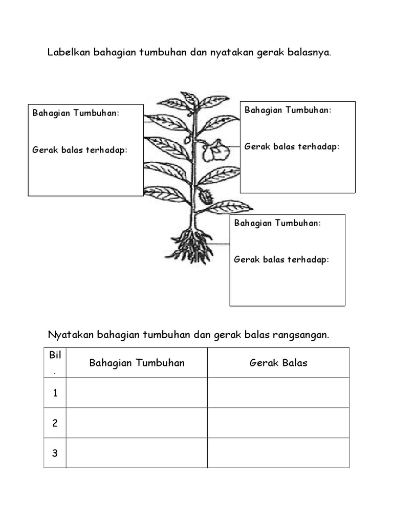 Labelkan Bahagian Tumbuhan Dan Nyatakan Gerak Balasnya | PDF