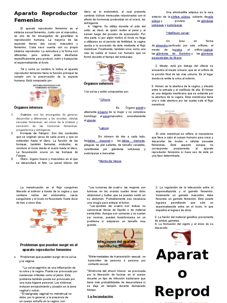 Aparato Reproductor Femenino TRIPTICO | PDF | Vagina | Útero