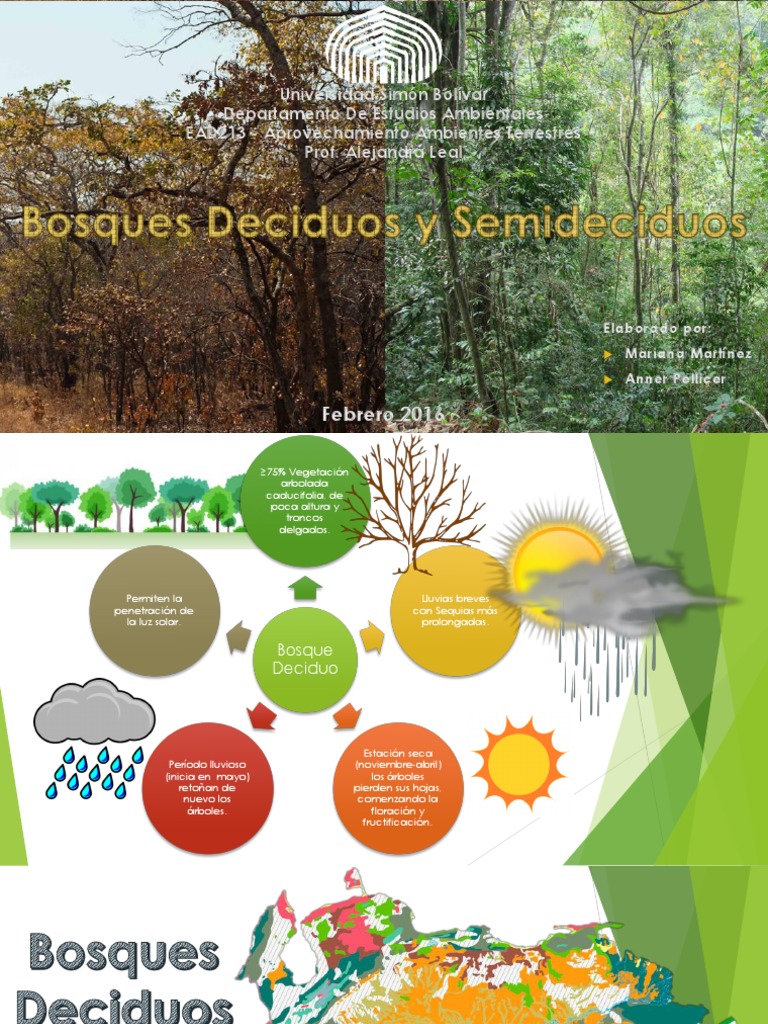 Bosques Deciduos y Semideciduos | Arboles | Los bosques