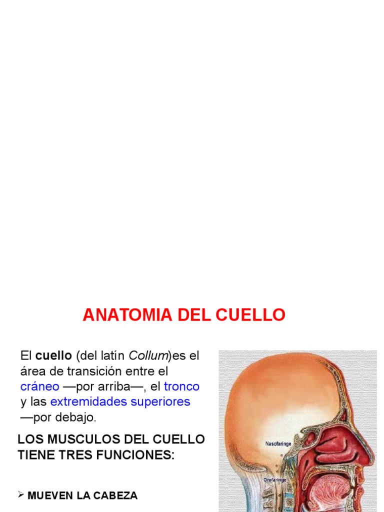 Anatomia Cabeza y Cuello | PDF | Anatomía humana | Cabeza y cuello humanos