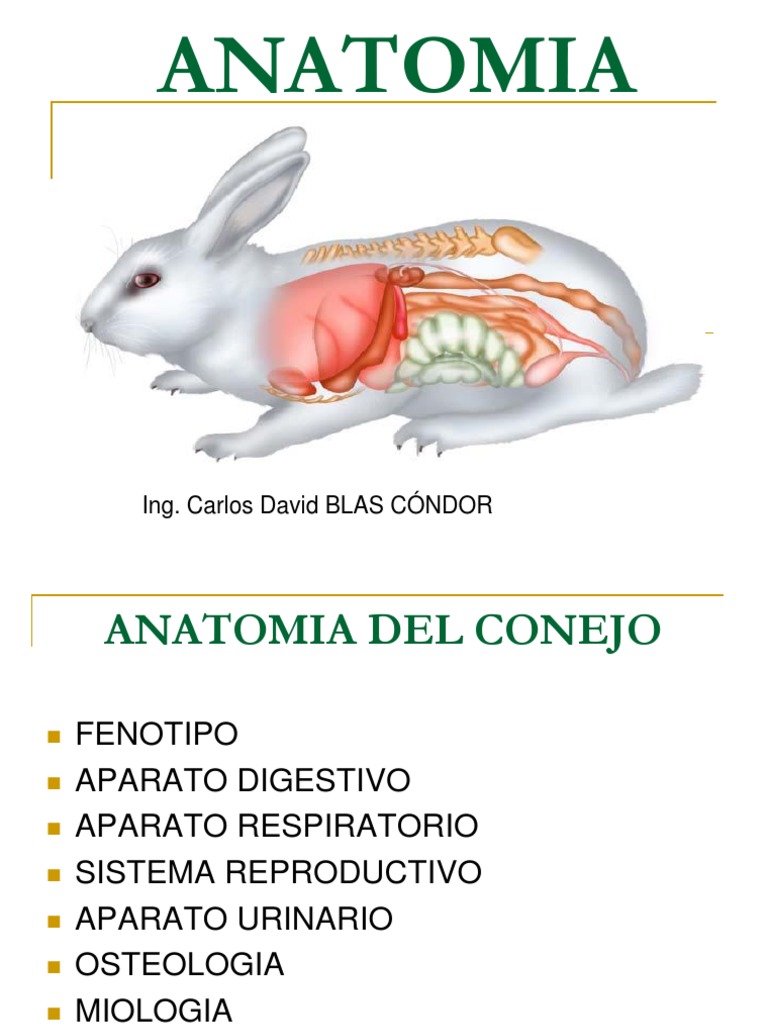 ANATOMIA DEL CONEJO.pdf | Sistema digestivo humano | Digestión