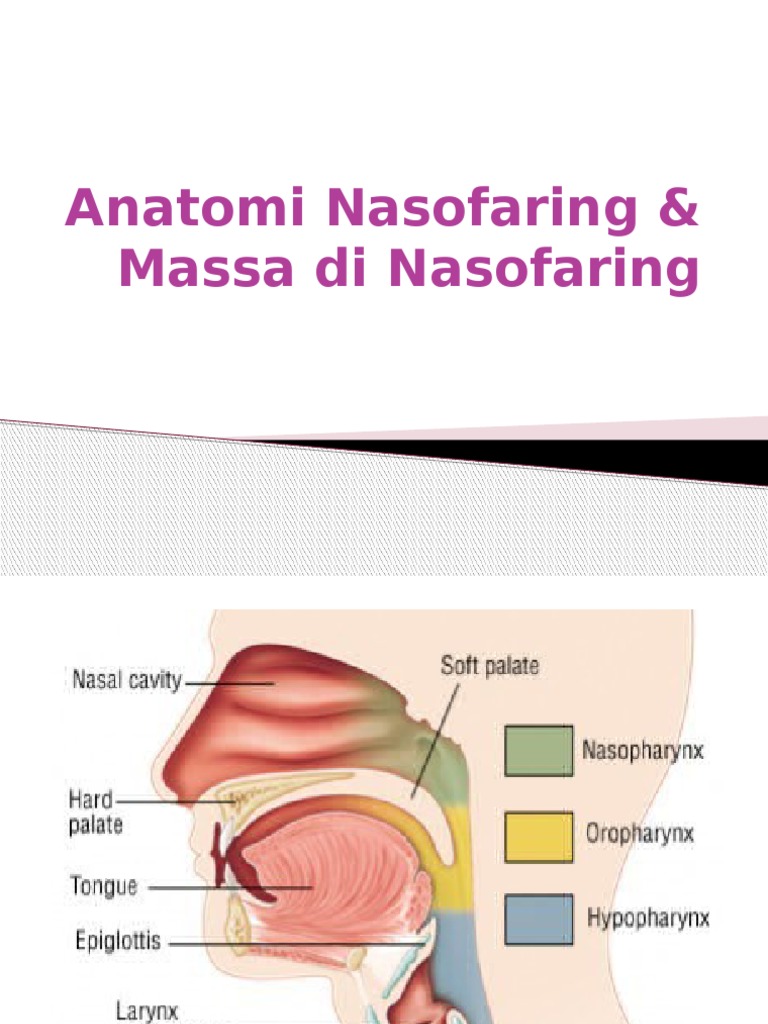 Anatomi Nasofaring & Massa Di Nasofaring | PDF | Seni | Sains & Matematika