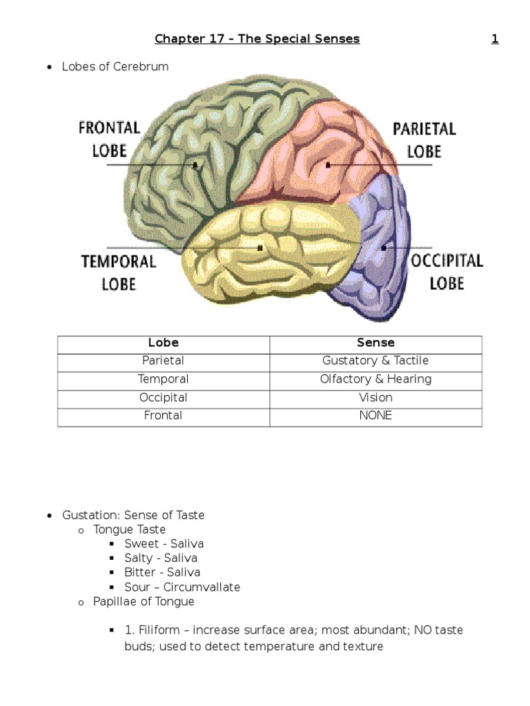 Chapter 17 Notes - The Special Senses | PDF | Taste | Senses