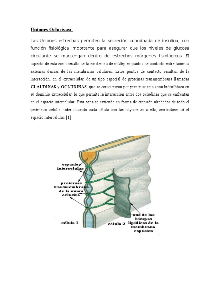 Uniones Oclusivas I | Actina | Biología Celular)