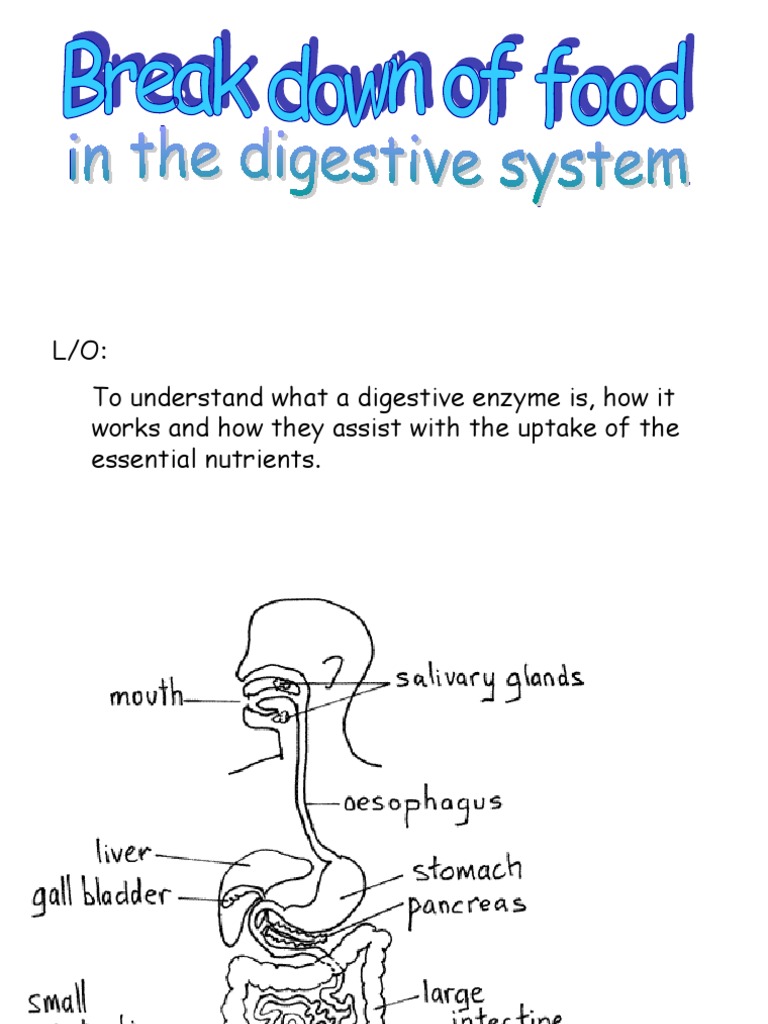 Enzymes and Digestion | Digestion | Stomach