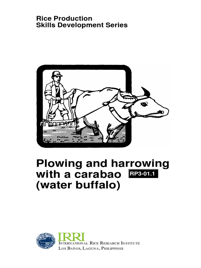 Plowing and Harrowing With A Carabao (Water Buffalo) : Rice Production ...