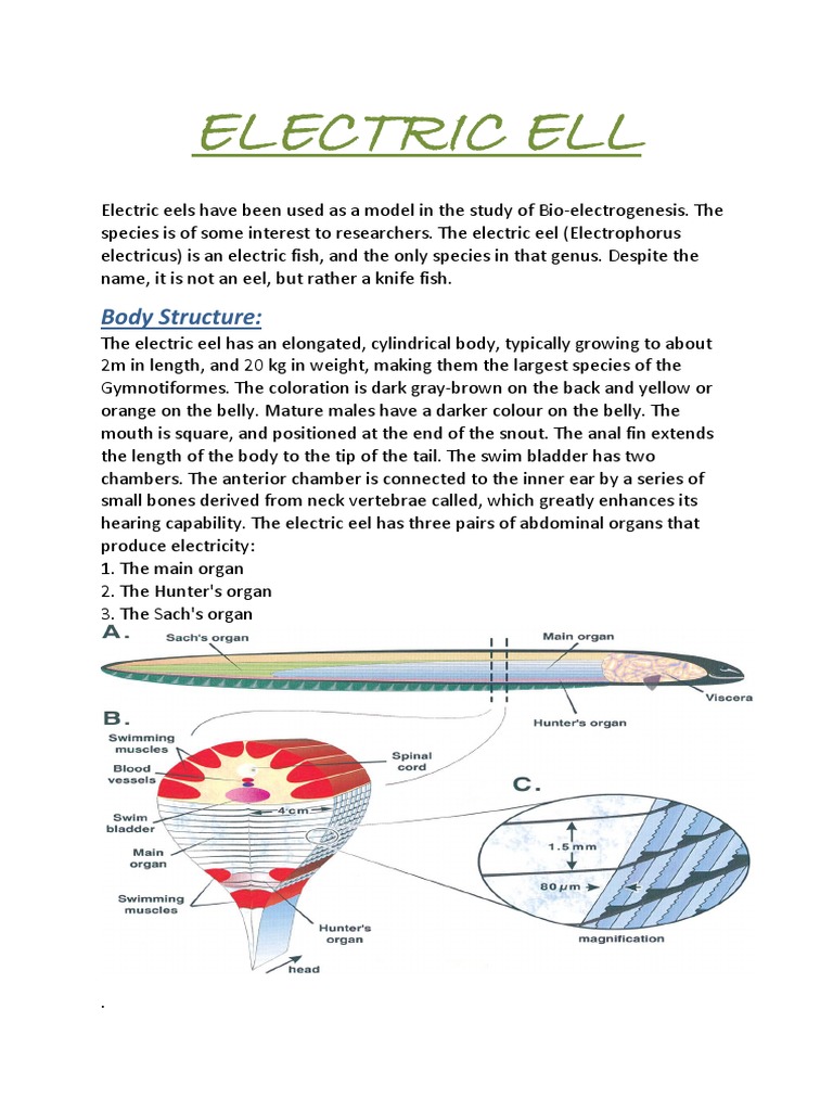 Electric Ell | PDF | Electromagnetism | Electricity