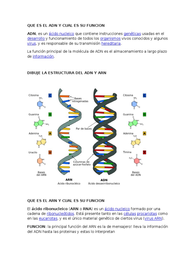 Que Es El Adn y Cual Es Su Funcion | Rna | Ribosoma