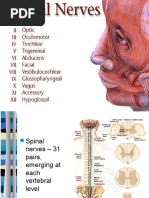 Dermatome and Myotome Mapping Guide | PDF | Arm | Musculoskeletal System