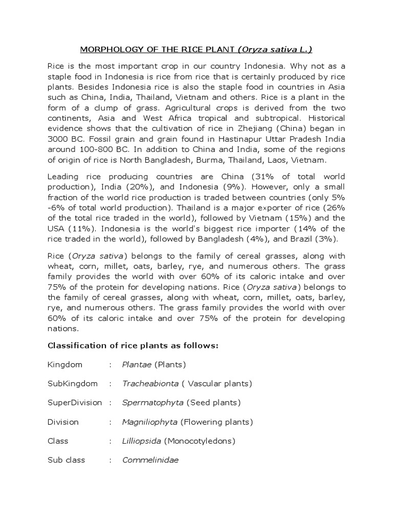Morphology of The Rice Plant | PDF | Rice | Cereals