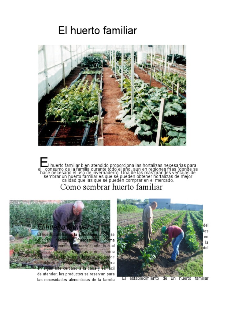 Guía para crear un huerto familiar | PDF | Fertilizante | Agronomía