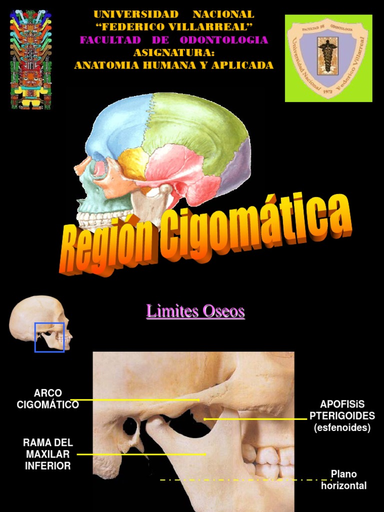 Anatomía de la Región Cigomática | PDF