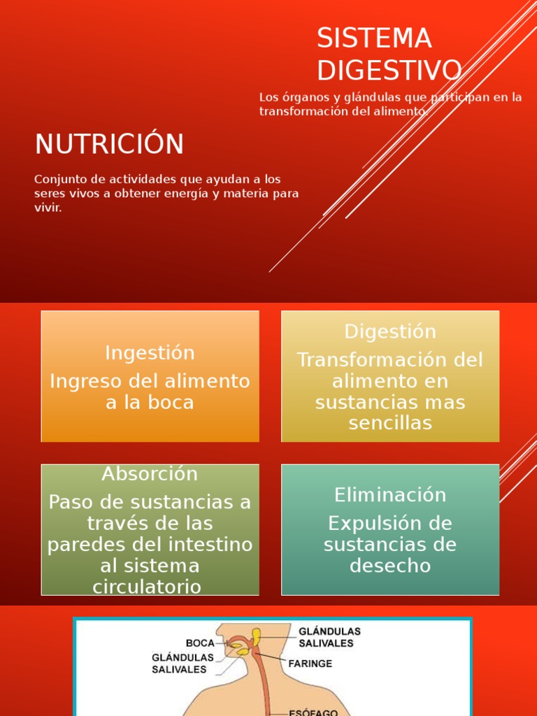Sistema Digestivo: Los órganos y glándulas que participan en la ...