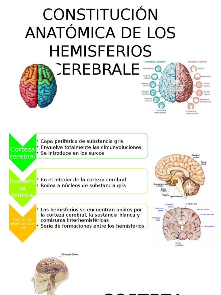 anatomía del prosencefalo | Cerebro | Tálamo