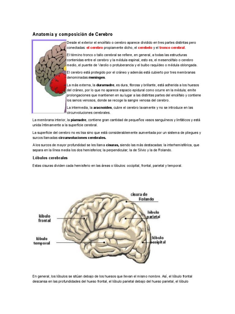 Anatomía y Composición de Cerebro | PDF | Hemisferio cerebral | Médula espinal