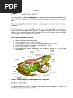 Triptico Los Anfibios | PDF | Anfibio | Zoología