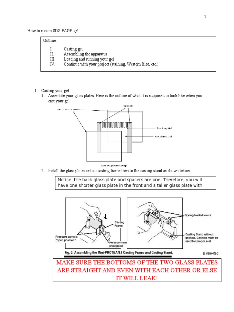 SDS-PAGE Gel Preparation Guide | PDF