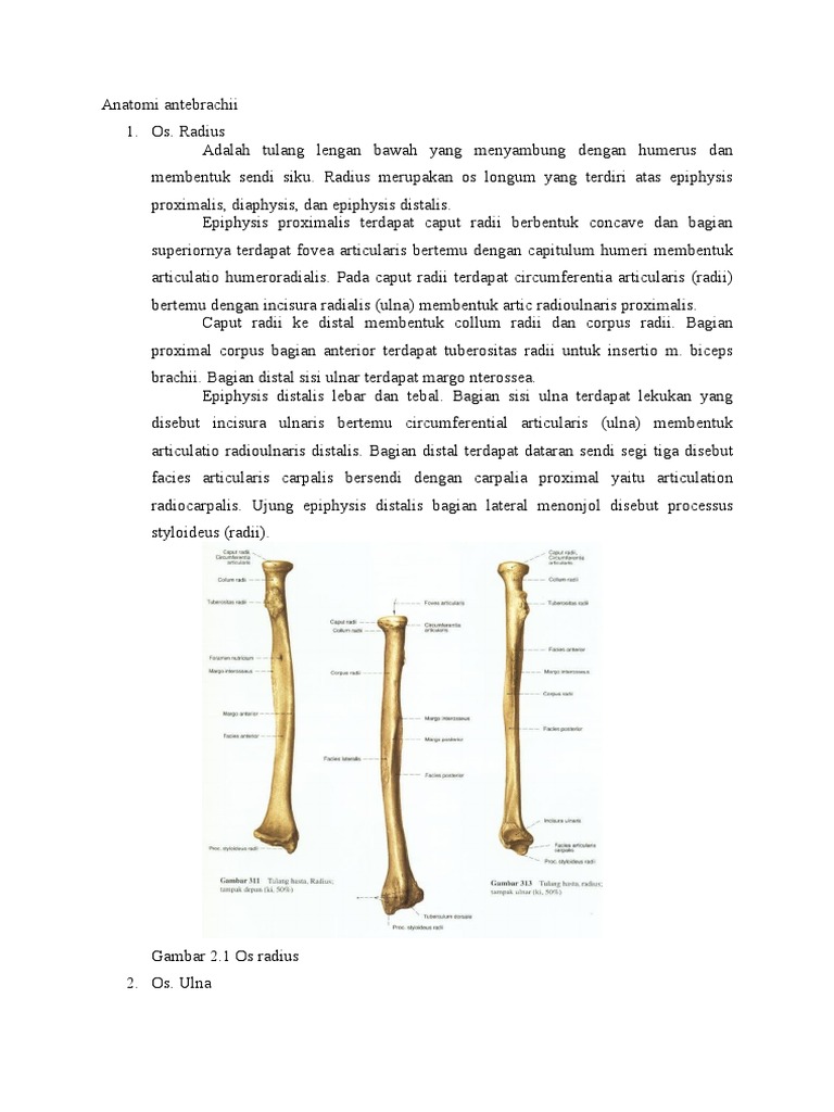 Anatomi Antebrachii & Manus | PDF