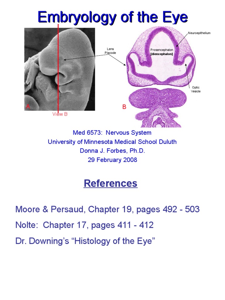 Embryo Eye | PDF | Cornea | Human Eye