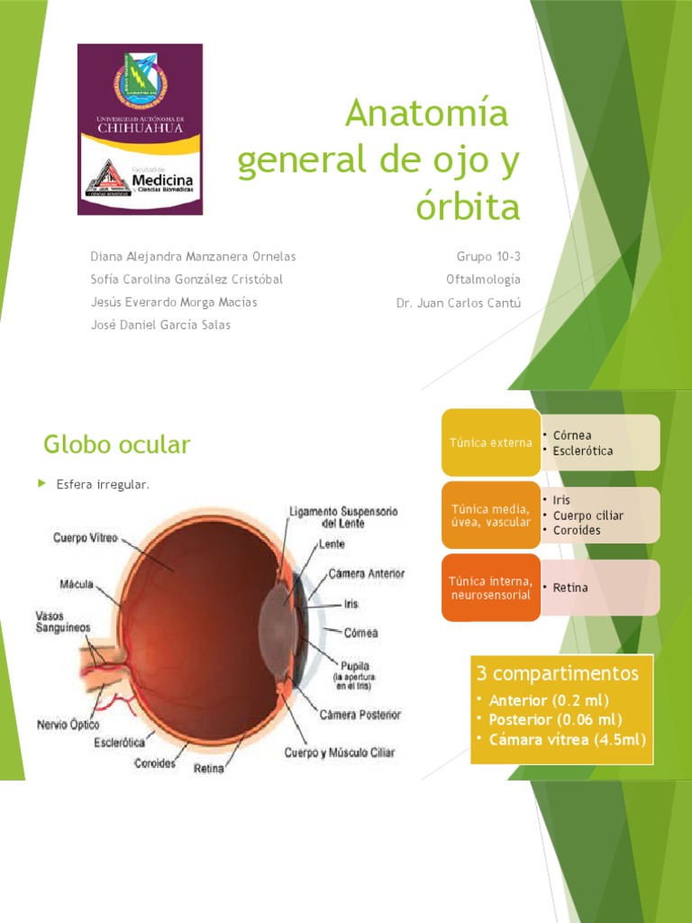 Anatomía de Ojo y Órbita | PDF | Oftalmología | Sistema visual