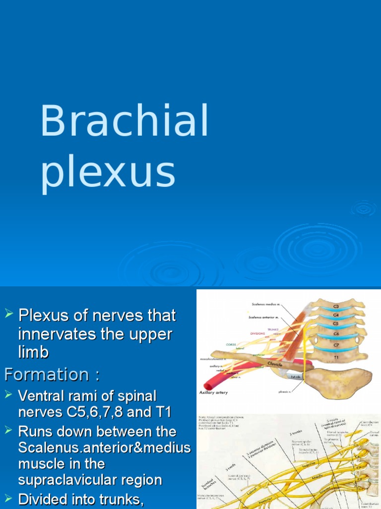 Anatomy and Clinical Applications of the Brachial Plexus: A ...