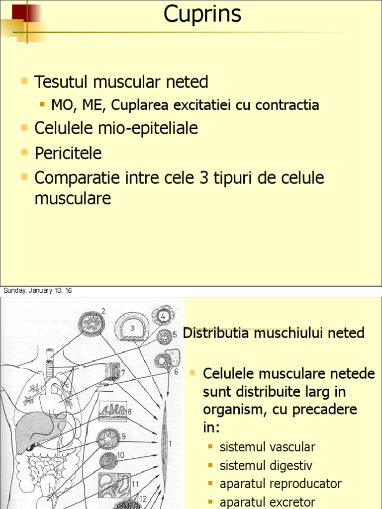 Muscular Neted 2016 | PDF
