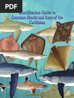 ORI Fish Fact Sheet Geelbek | PDF | Spawn (Biology) | Fish