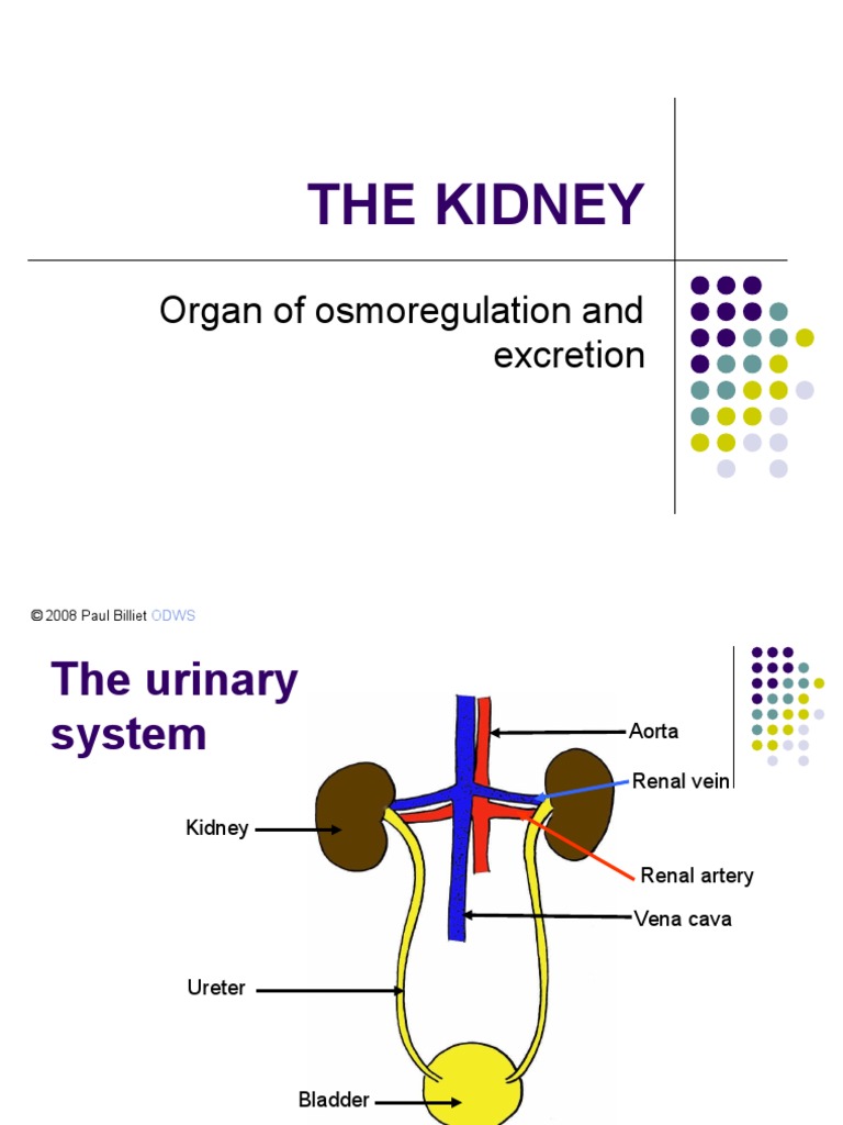 The Kidney: Organ of Osmoregulation and Excretion | PDF | Kidney ...