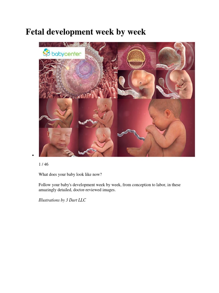 Fetal Development Week by Week PDF | PDF | Fertilisation | Implantation ...