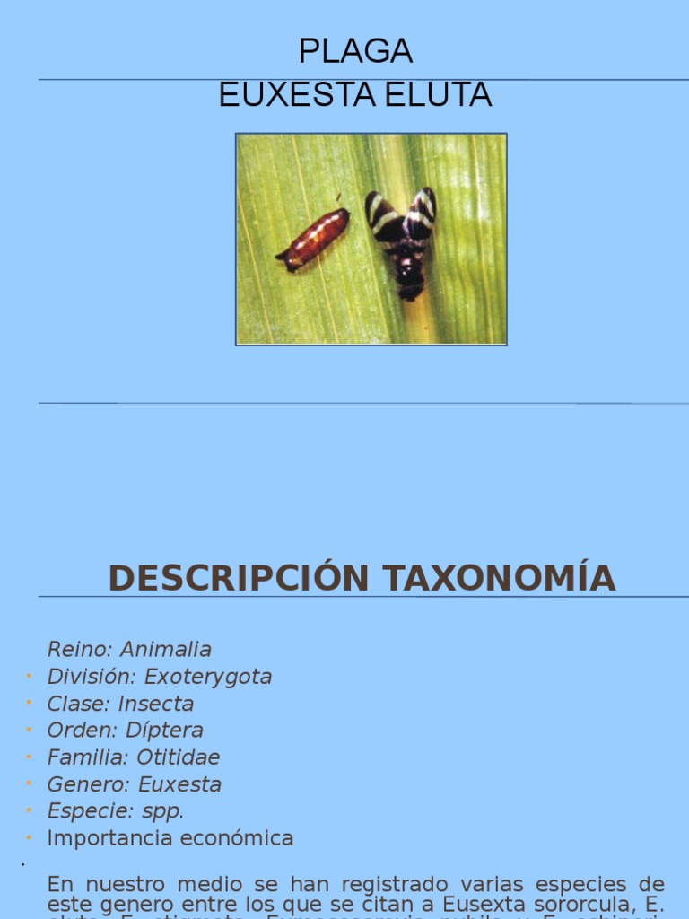 Euxesta Eluta | PDF | Mosca | Maíz