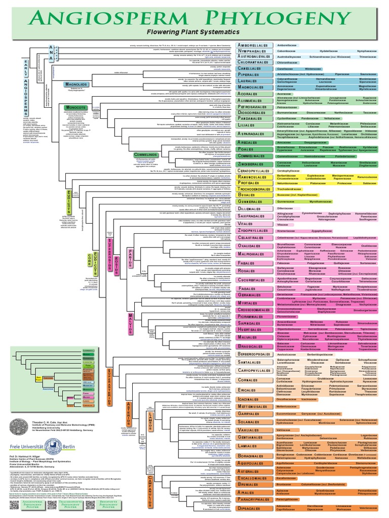 Angiosperm Phylogeny APG IV 2016 | Seed | Plant Morphology