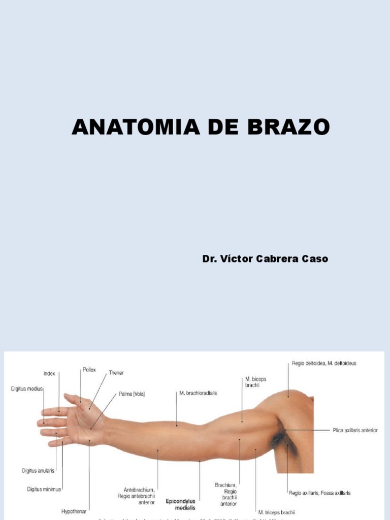 Anatomía del Brazo: Estructuras y Funciones | PDF | Codo | Anatomía humana