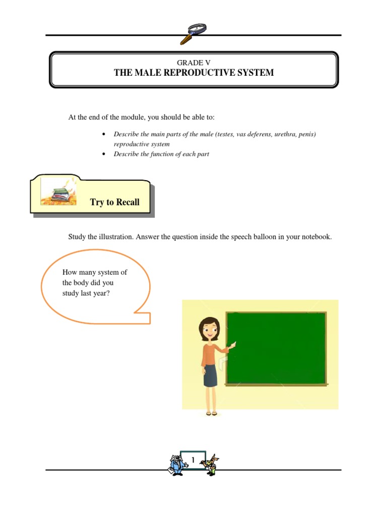 The Male Reproductive System | Download Free PDF | Reproductive System ...