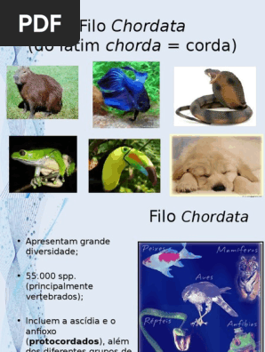Filo Chordata Cordados Ppt Powerpoint