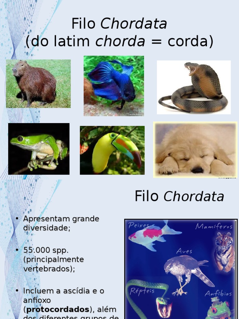 Filo Chordata.ppt | Vertebrados | Cordados