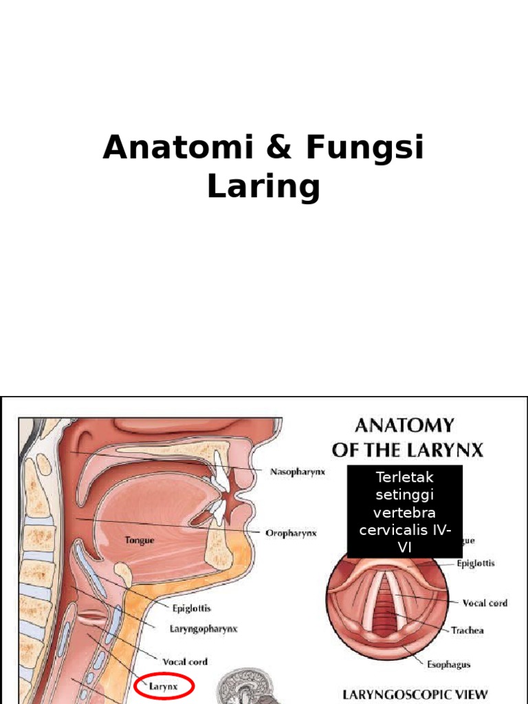 Anatomi & Fungsi Laring | PDF
