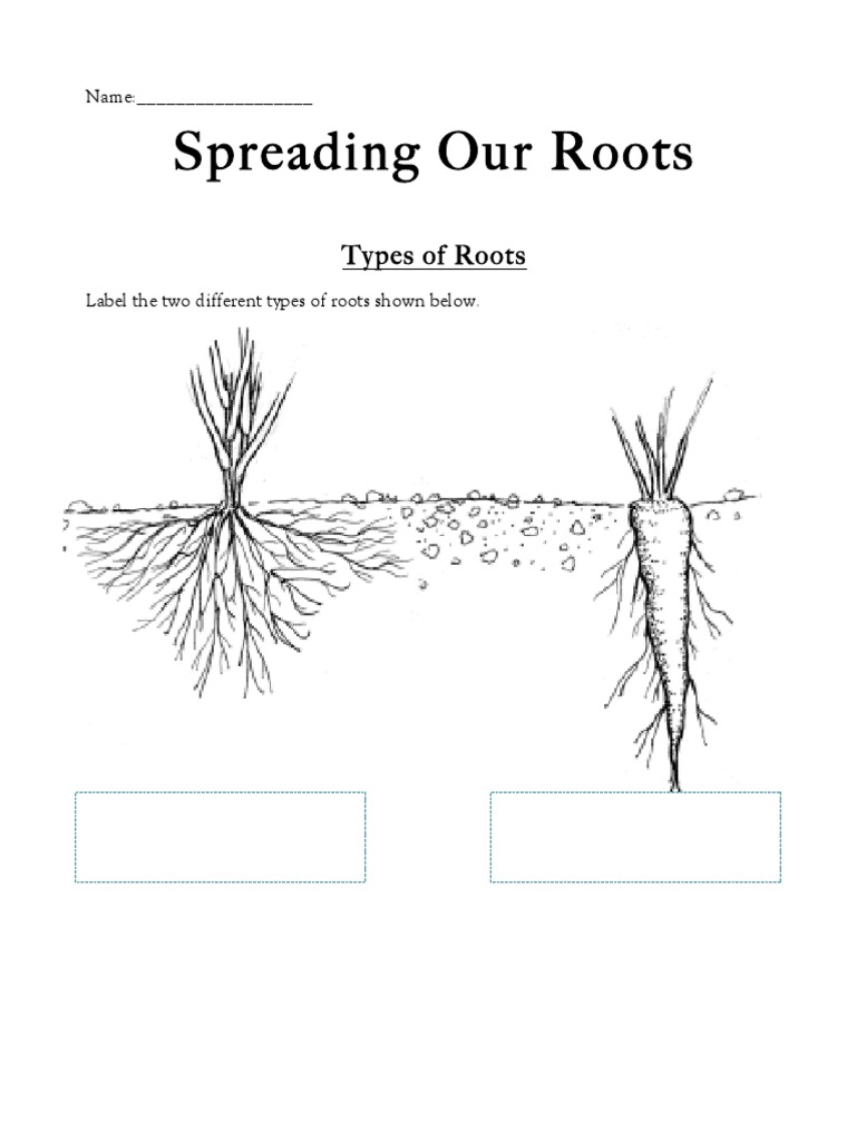 Spreading Our Roots Worksheet | PDF | Root | Taste