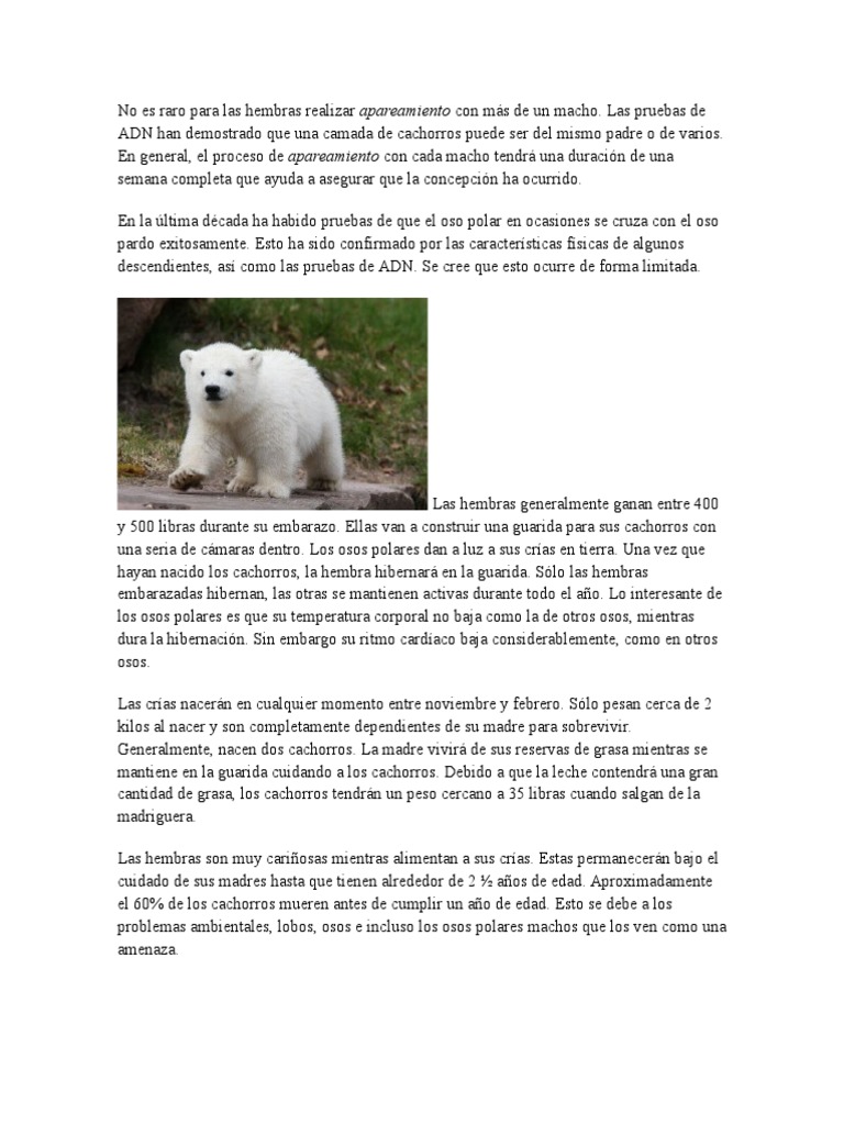 Oso Polar | PDF | Oso polar | Osos
