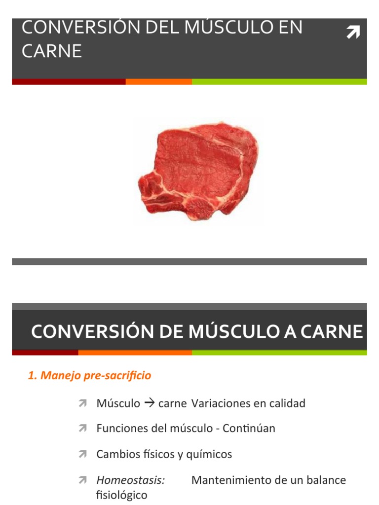 Conversión Del Musculo A Carne | PDF | Carne | Músculo