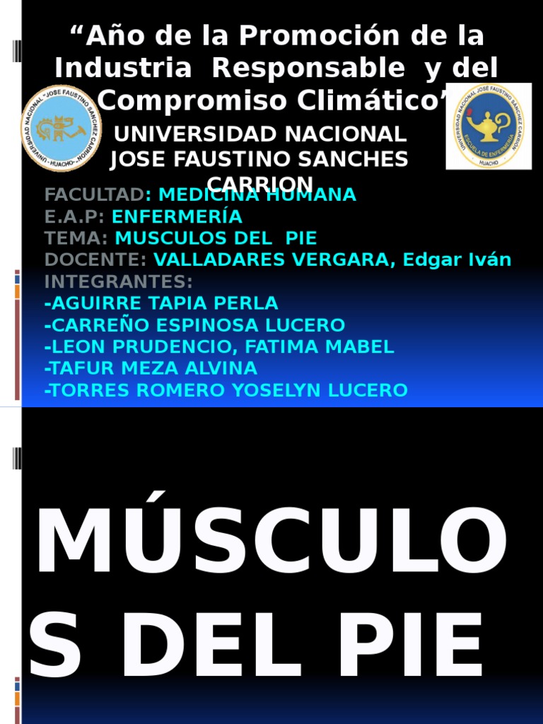 Musculo Del Pie-Anatomia | PDF | Dedo del pie | Pie