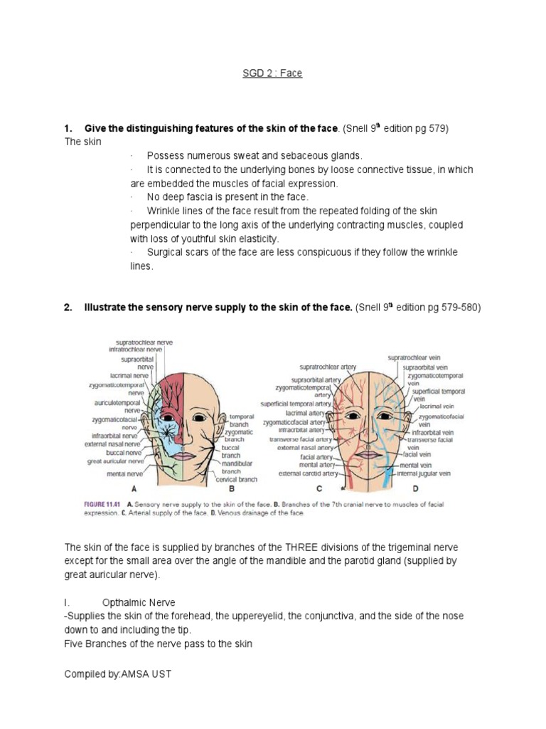 Anatomy - Face PDF | PDF | Common Carotid Artery | Lip