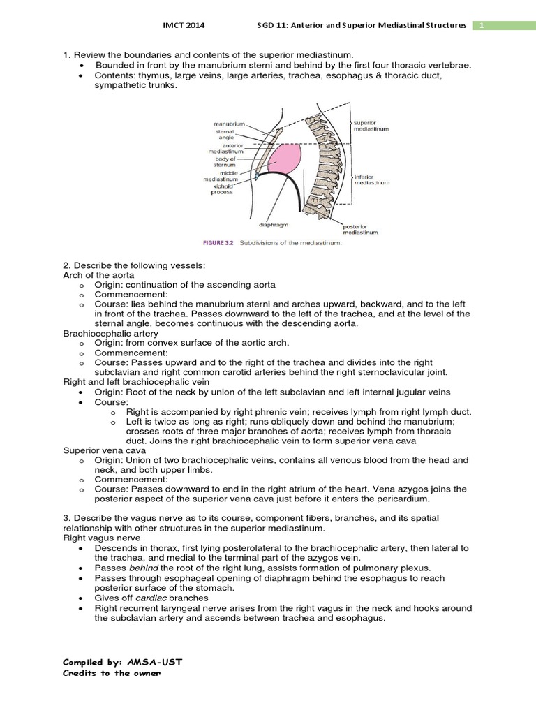 Anatomy - Superior and Mediastinal Structures PDF | PDF | Aorta | Common Carotid Artery