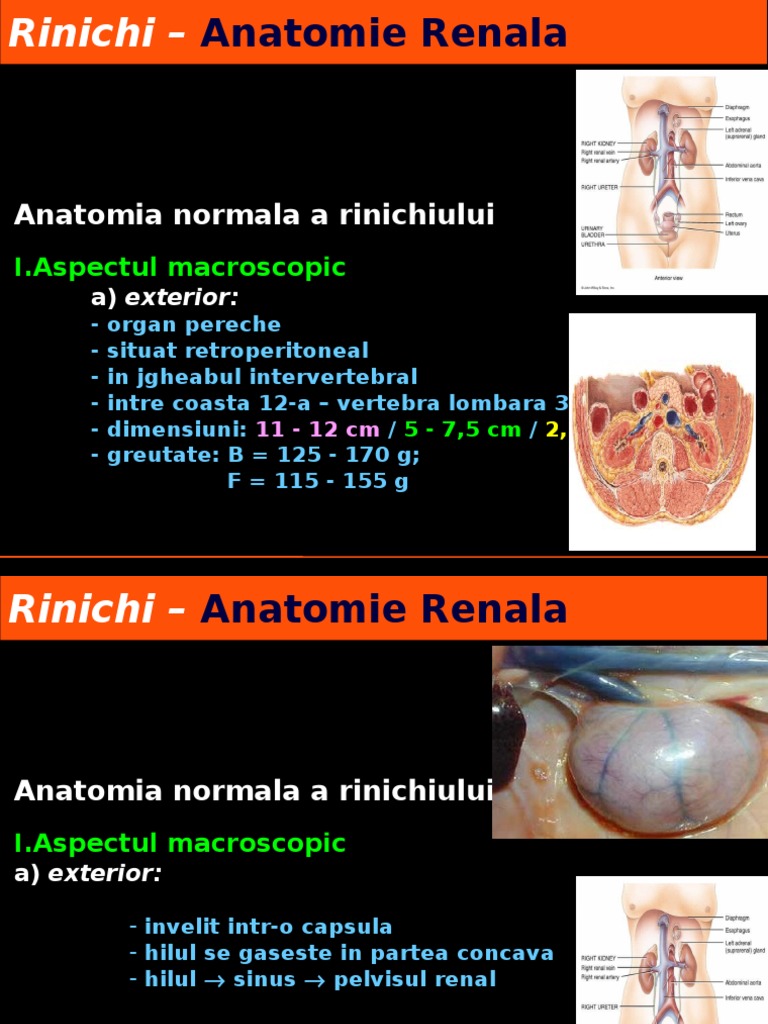 Rinichi – Anatomie Renala.ppt