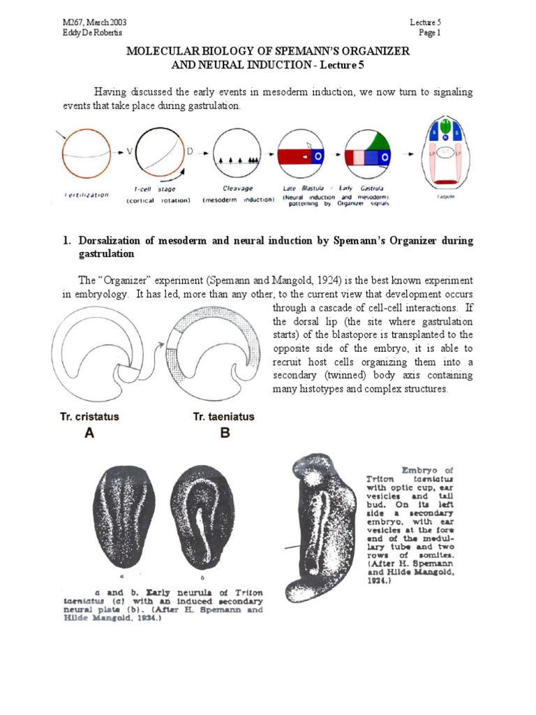 Spemann's Organizer and Neural Induction | PDF | Zoology | Biology