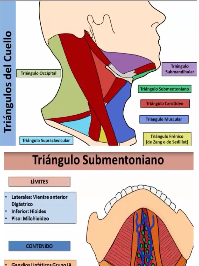 Triangulos Del Cuello | PDF