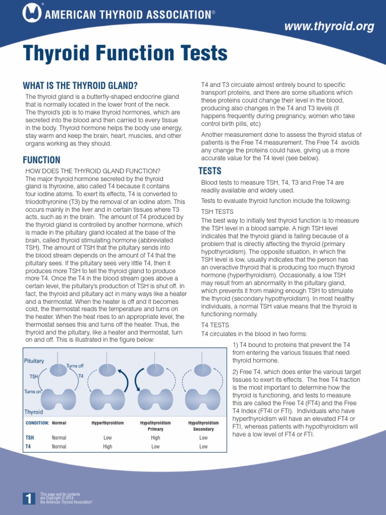 Thyroid Function Tests: What Is The Thyroid Gland? | PDF | Thyroid ...
